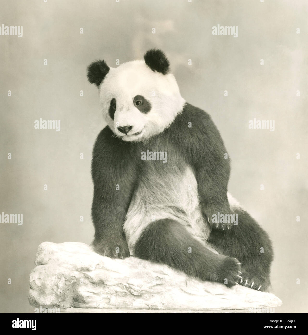 Panda visuals hi-res stock photography and images - Alamy