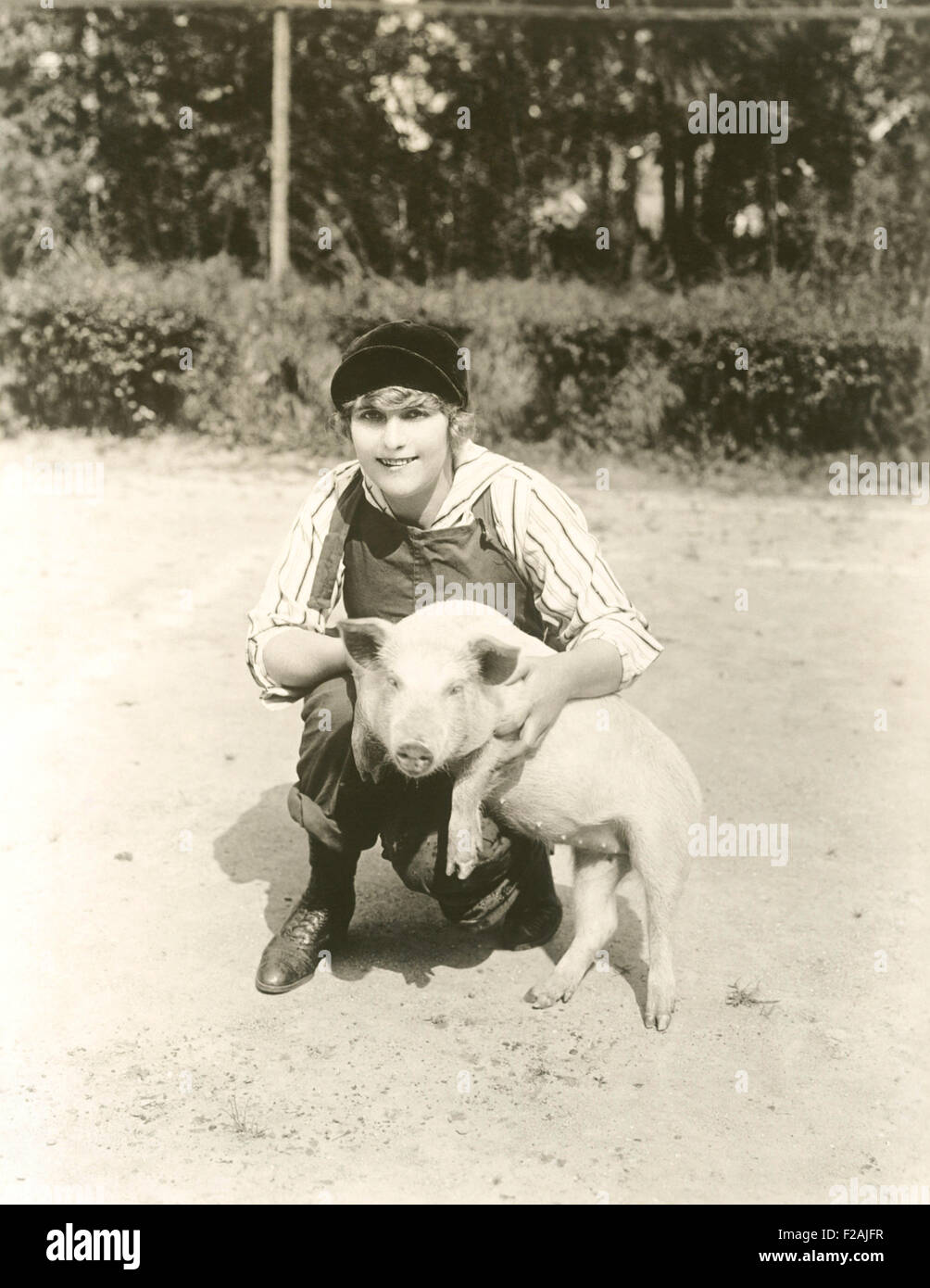 Prize pig (OLVI007 OU762 F Stock Photo - Alamy