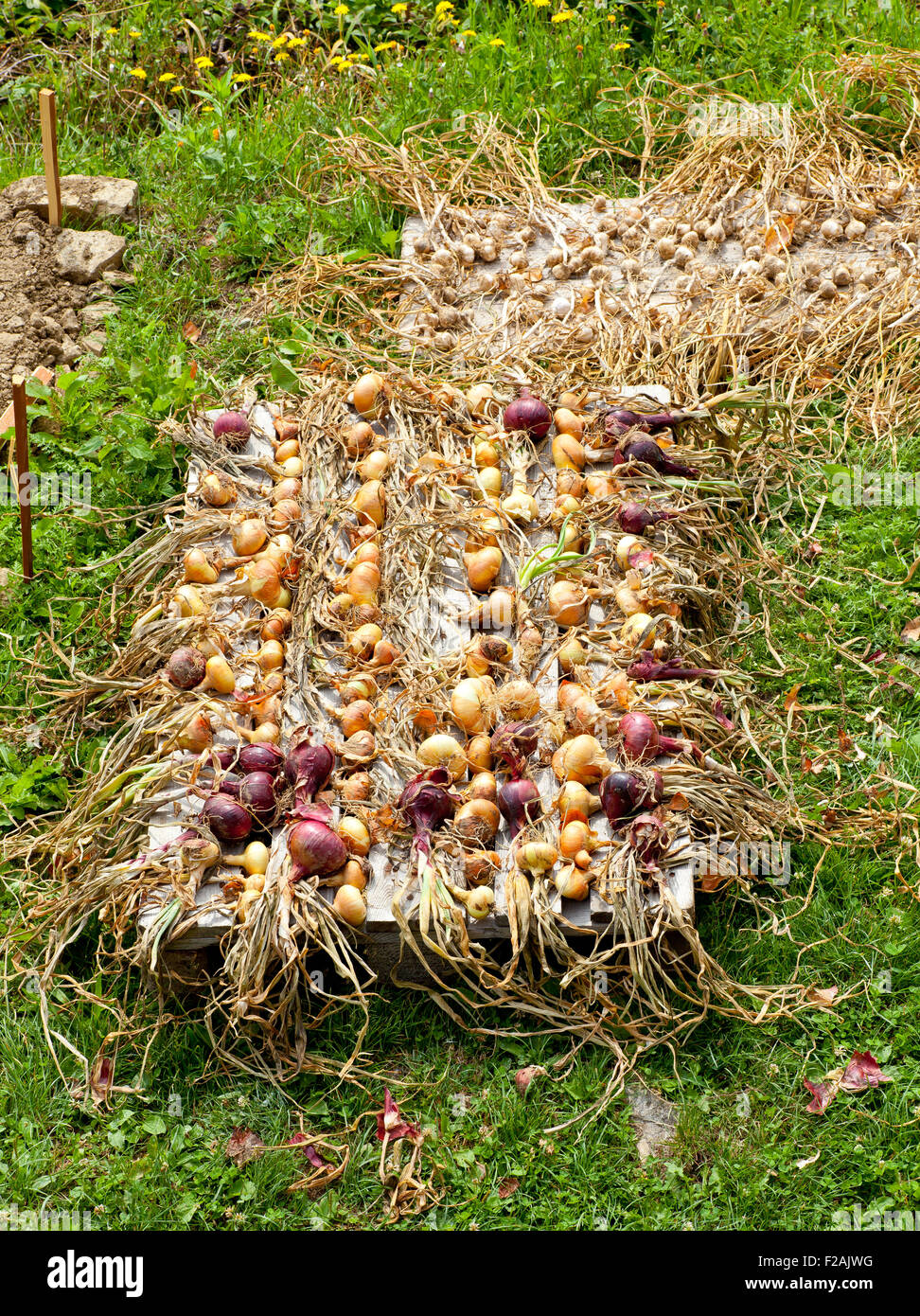 Biological garlics and onions freshly harvested Stock Photo - Alamy
