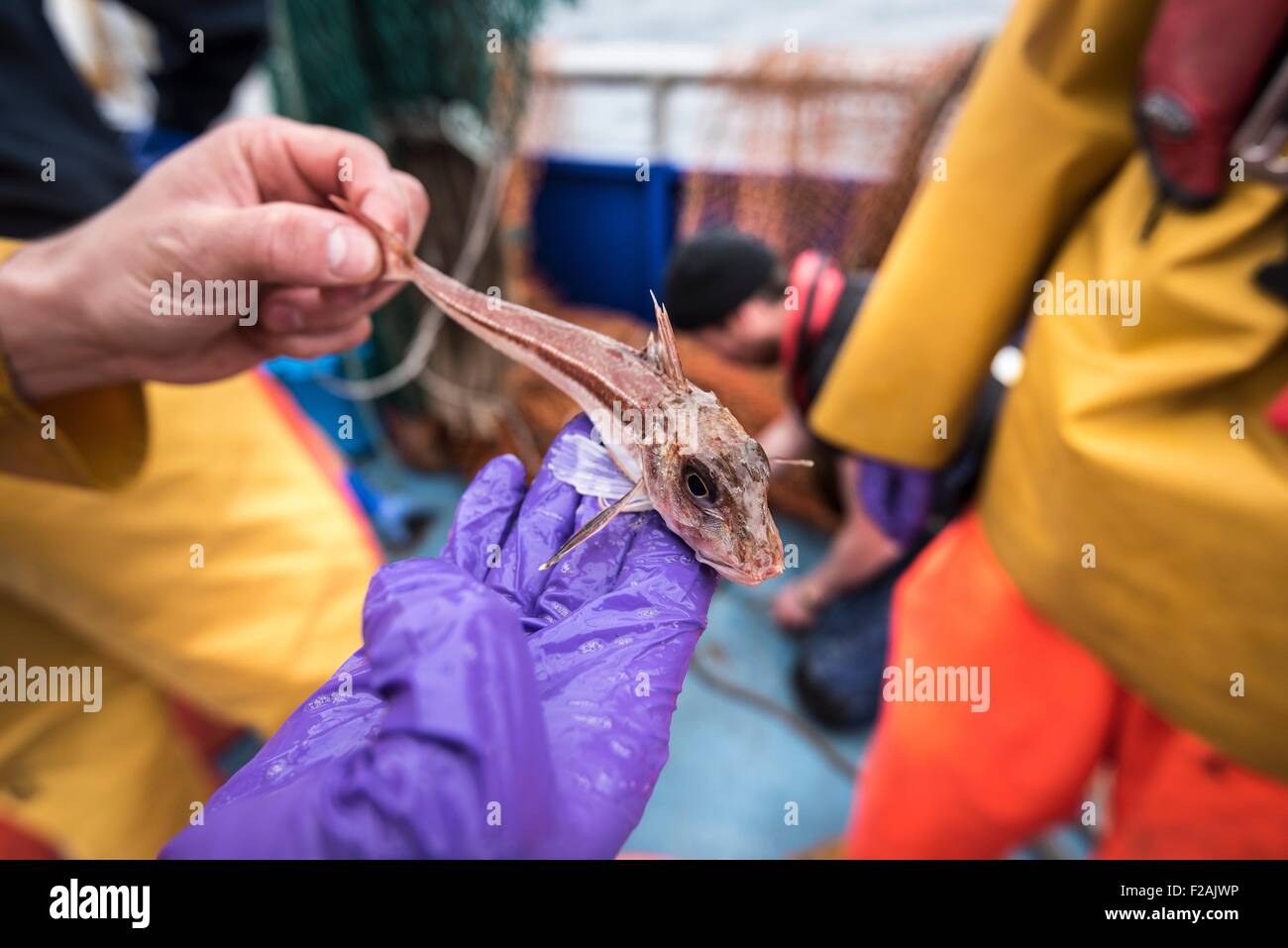Catch fish hi-res stock photography and images - Alamy