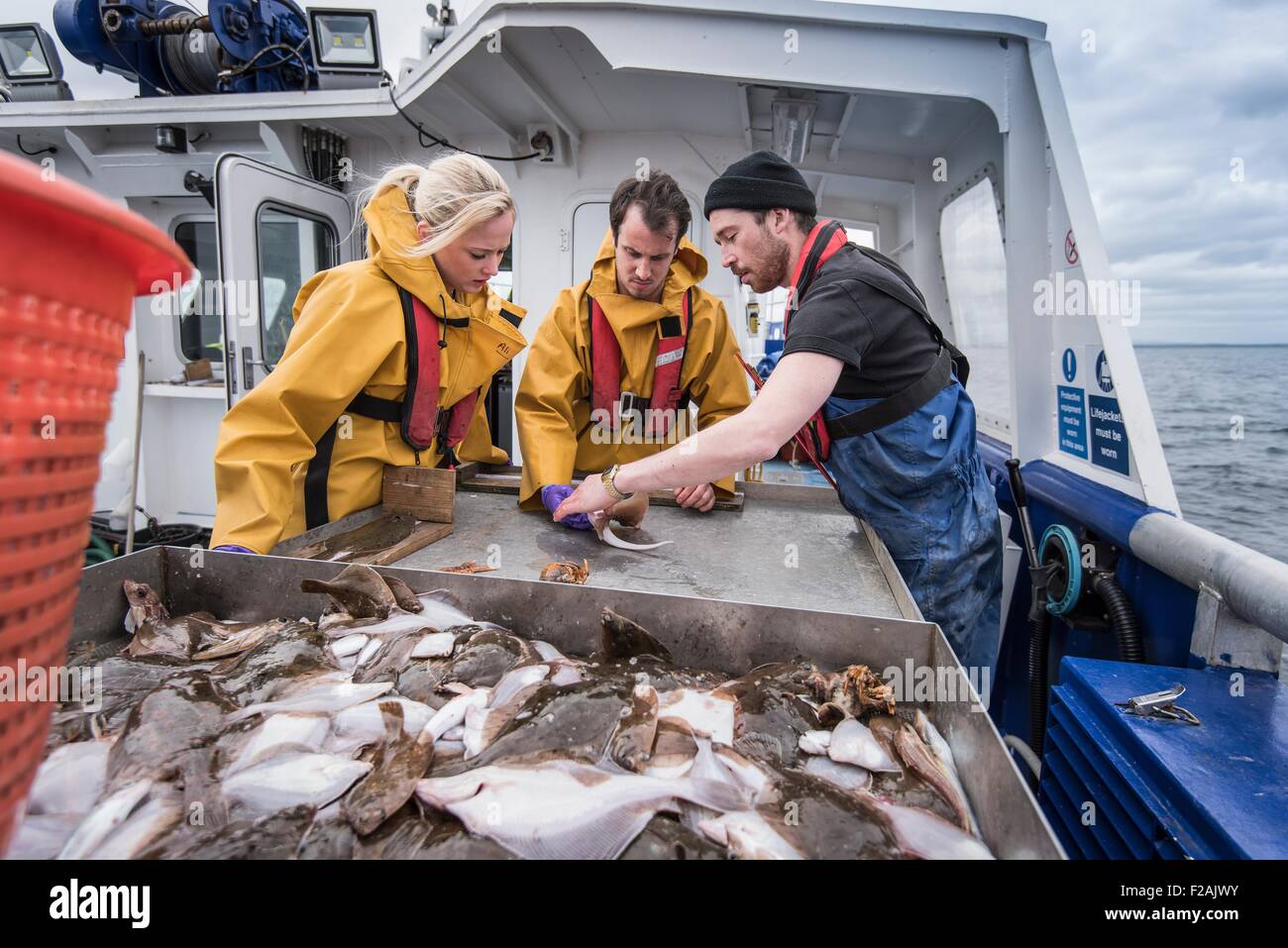 Research scientists measuring fish on research ship Stock Photo - Alamy