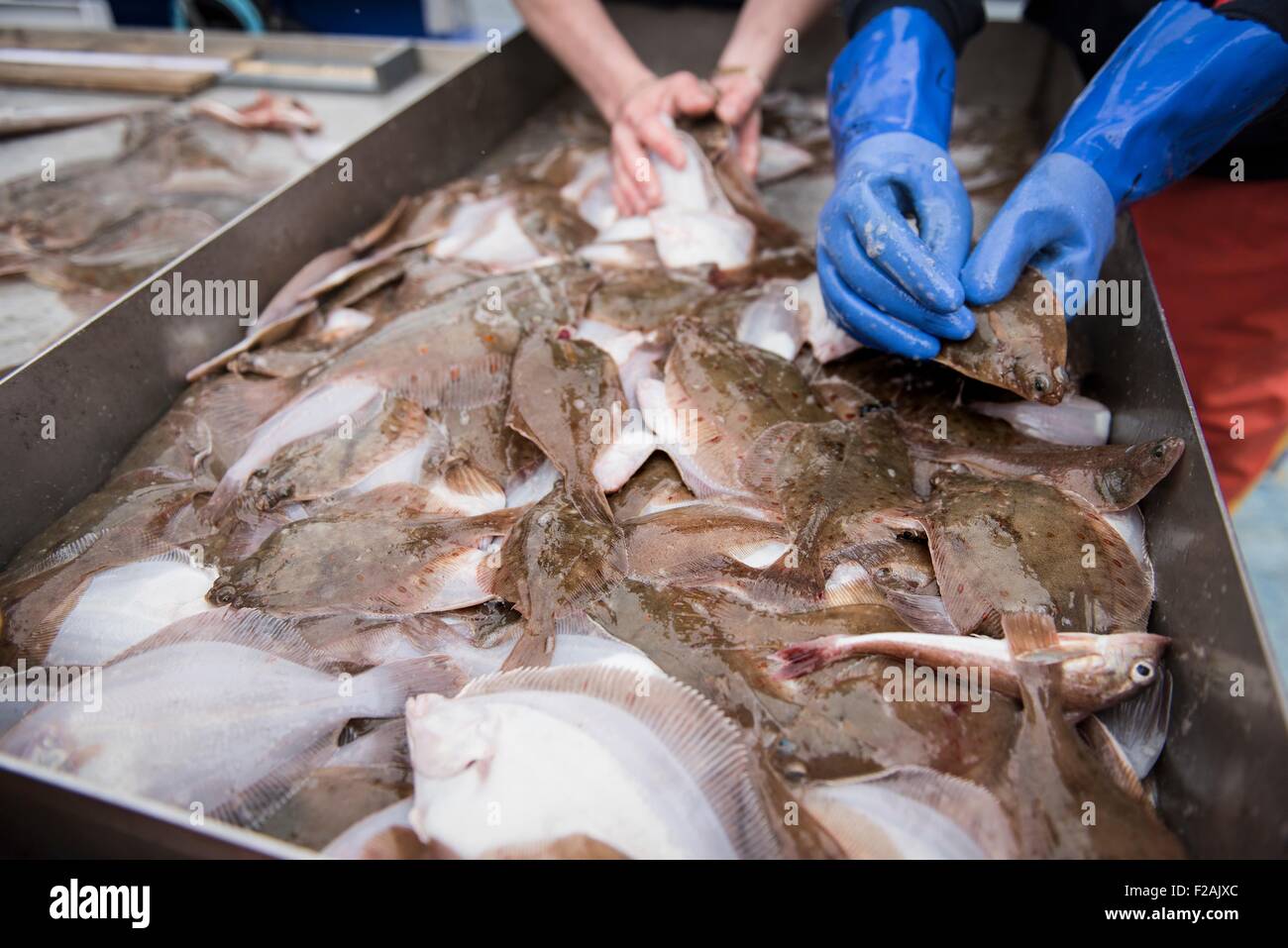 Catch fish hi-res stock photography and images - Alamy