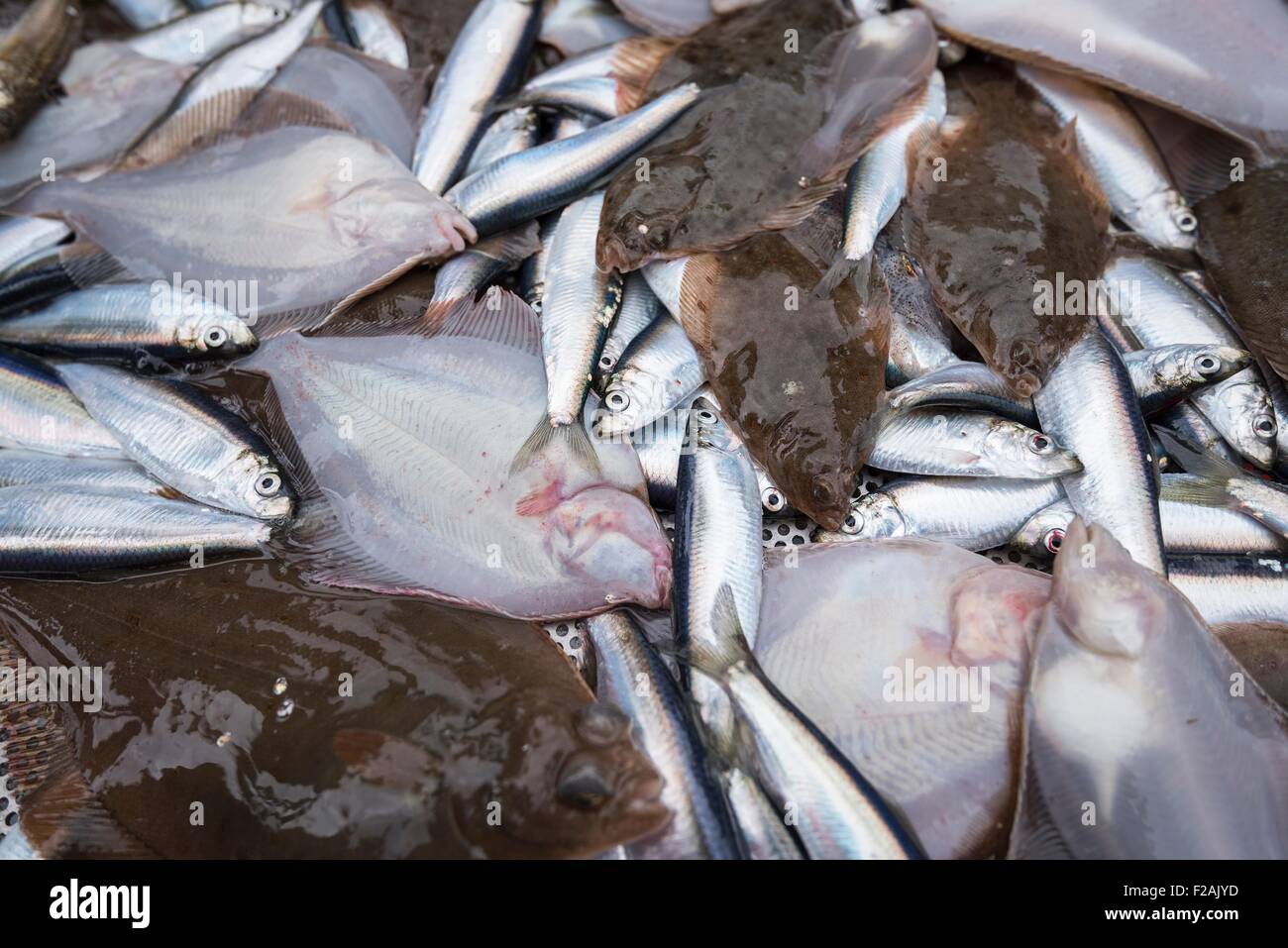 Animal sample hi-res stock photography and images - Alamy