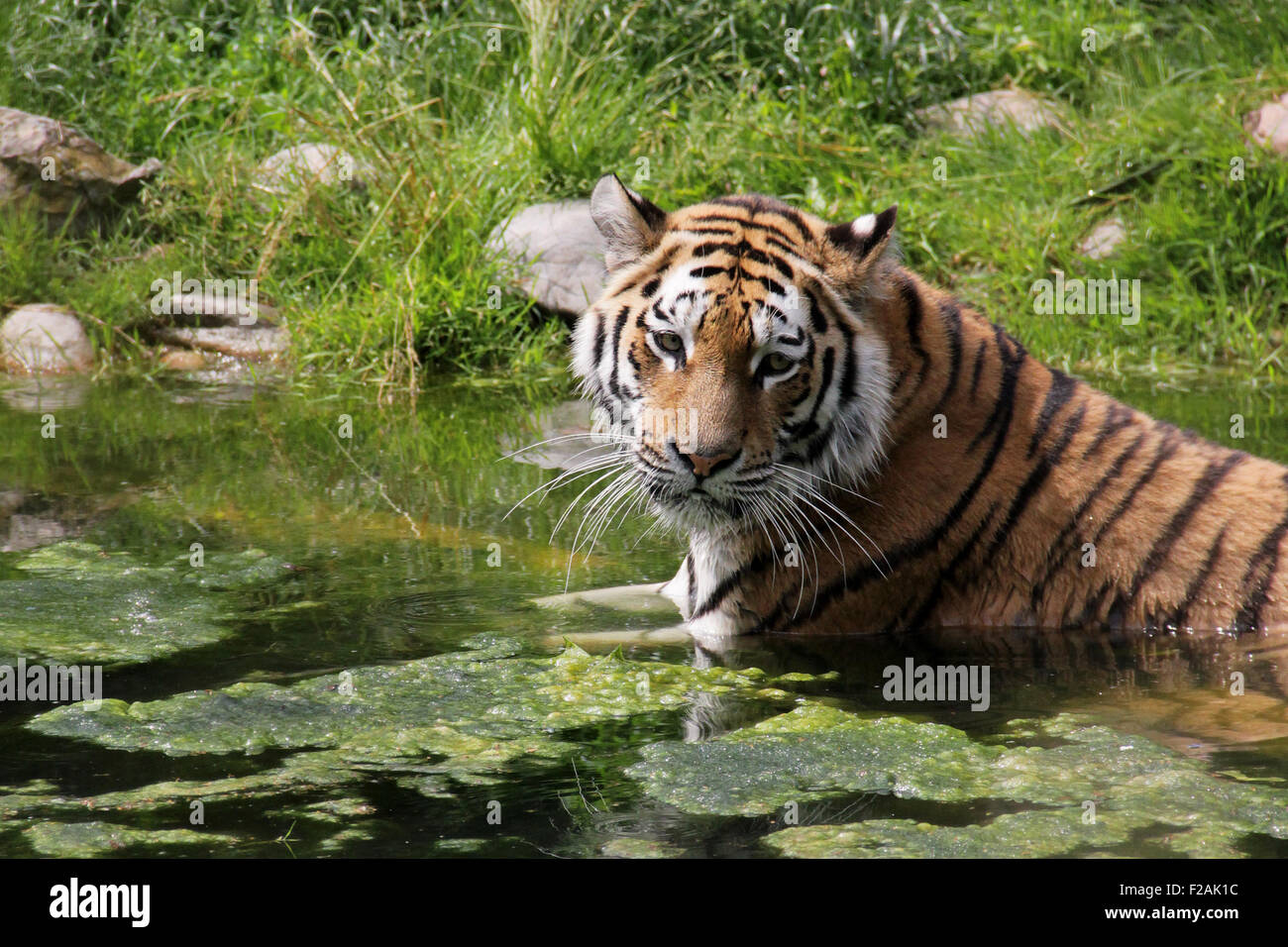 Swimming tiger pool hi-res stock photography and images - Alamy