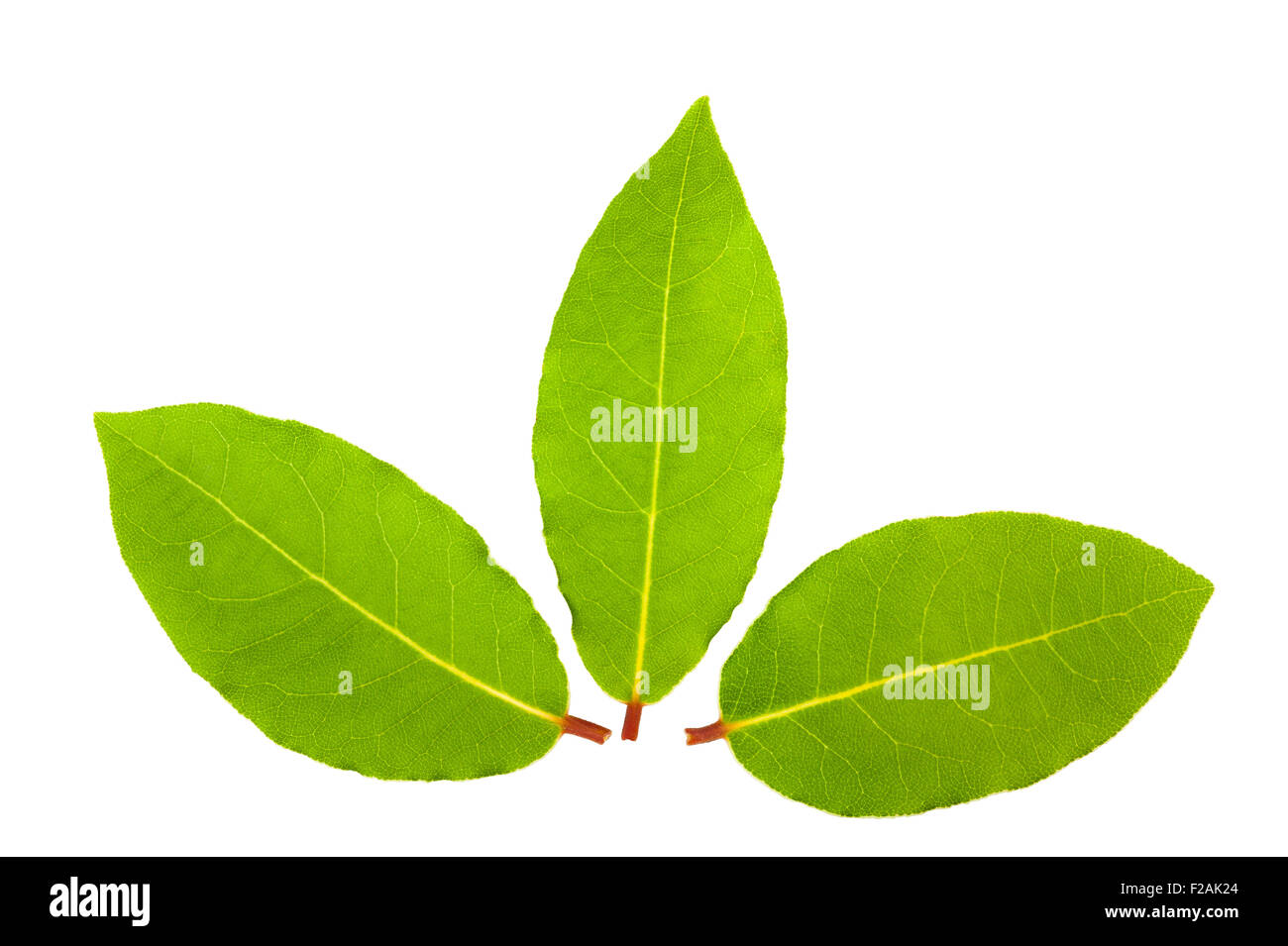 Laurel leaves hi-res stock photography and images - Alamy