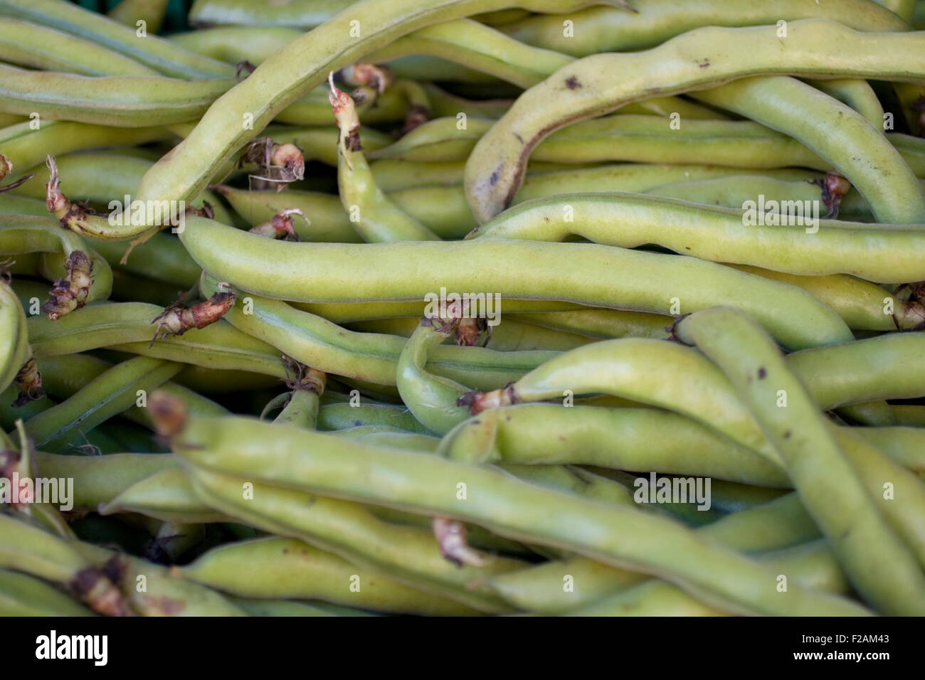 Photo of biological String Beans Stock Photo - Alamy