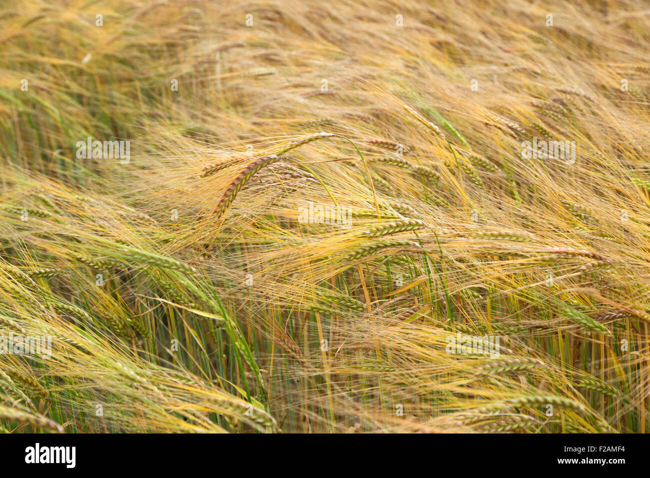 Wheat blowing in the wind hi-res stock photography and images - Alamy