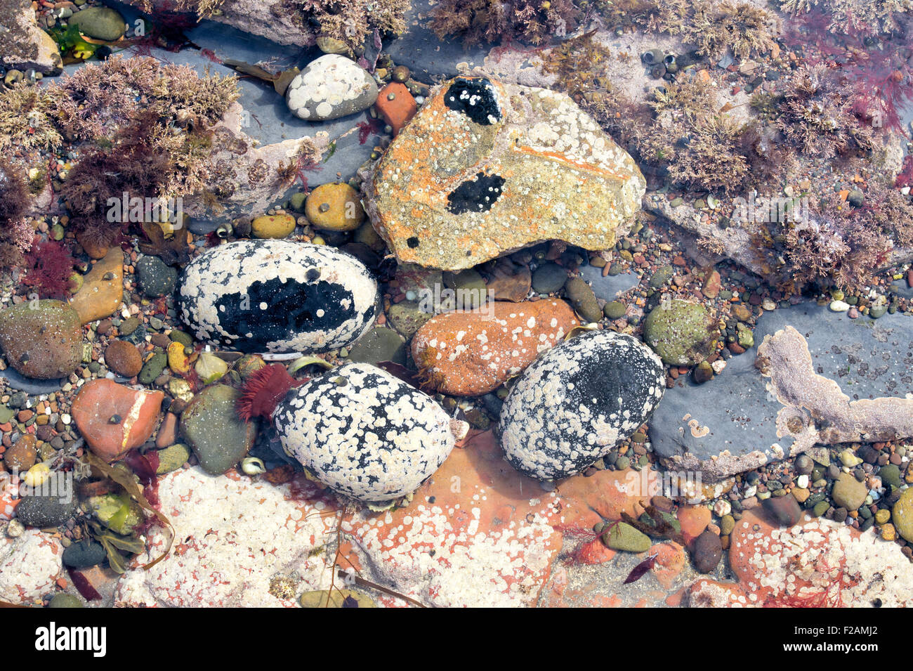 Seaweed rock underwater hi-res stock photography and images - Alamy