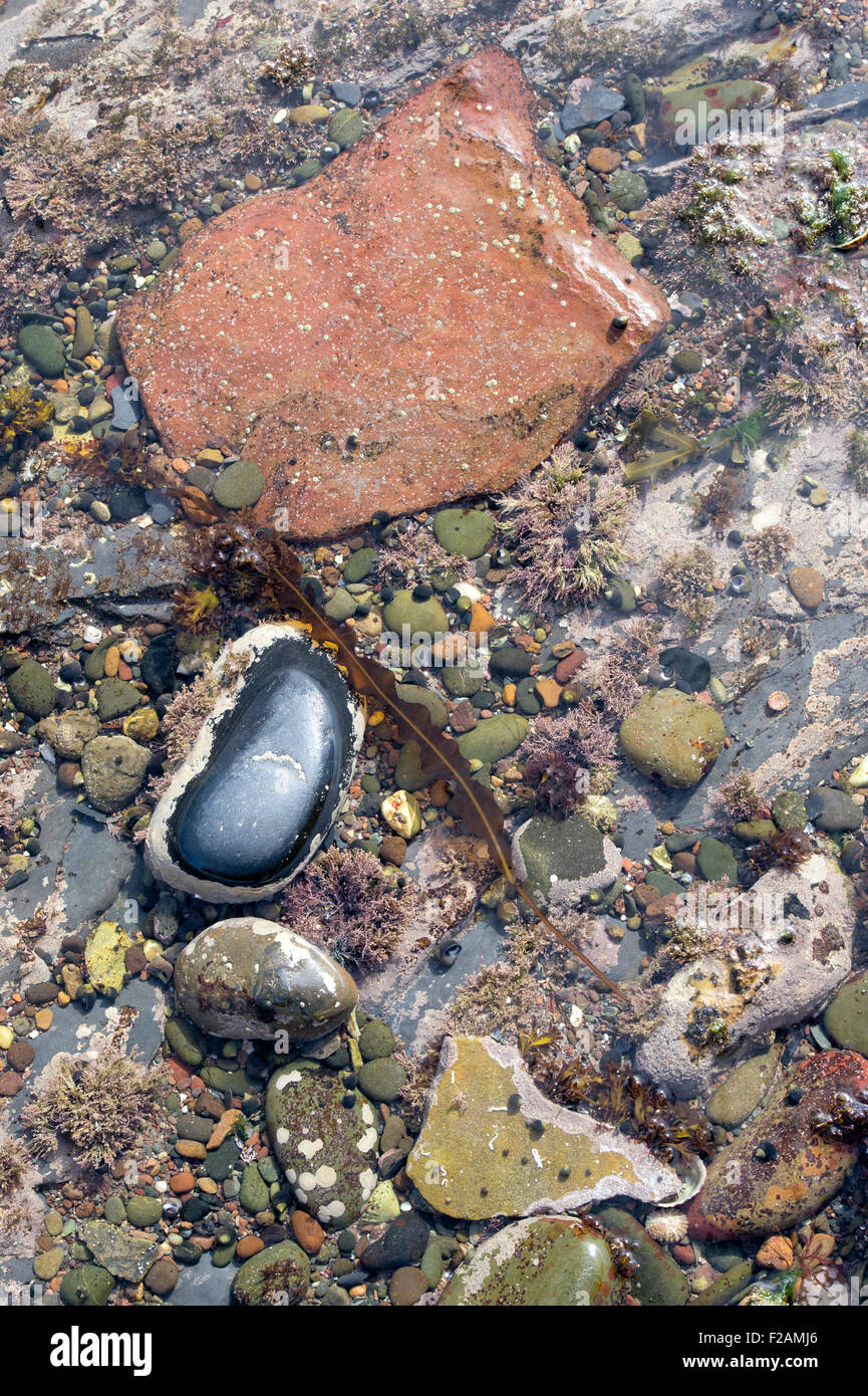 Seaweed in rock pools High Resolution Stock Photography and Images - Alamy