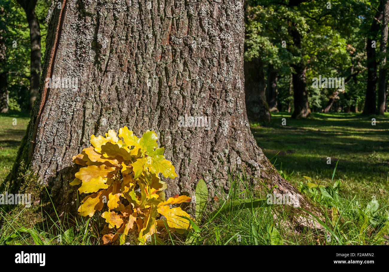 Golden oak tree hi-res stock photography and images - Alamy