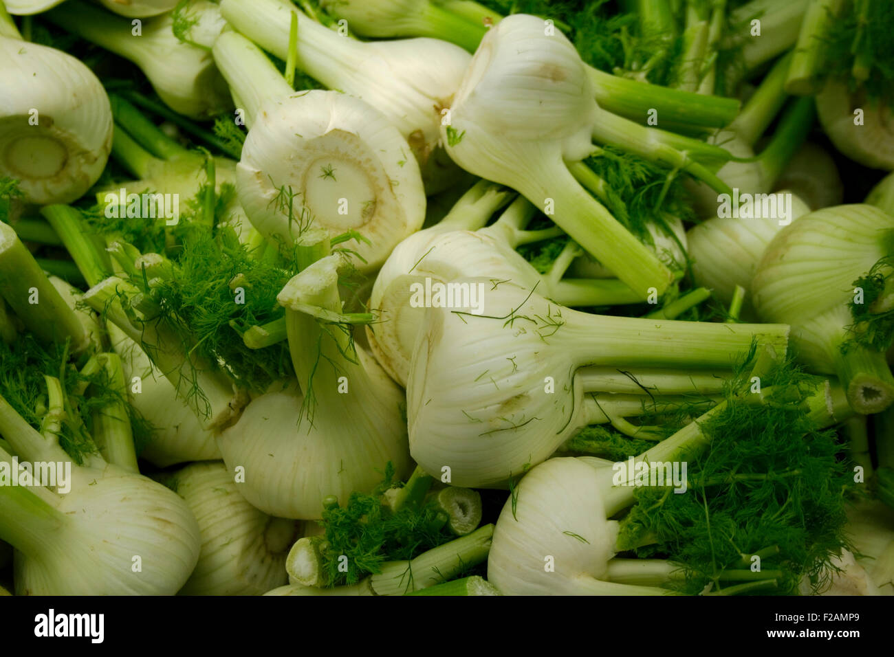 A lot of fresh fennel Stock Photo - Alamy