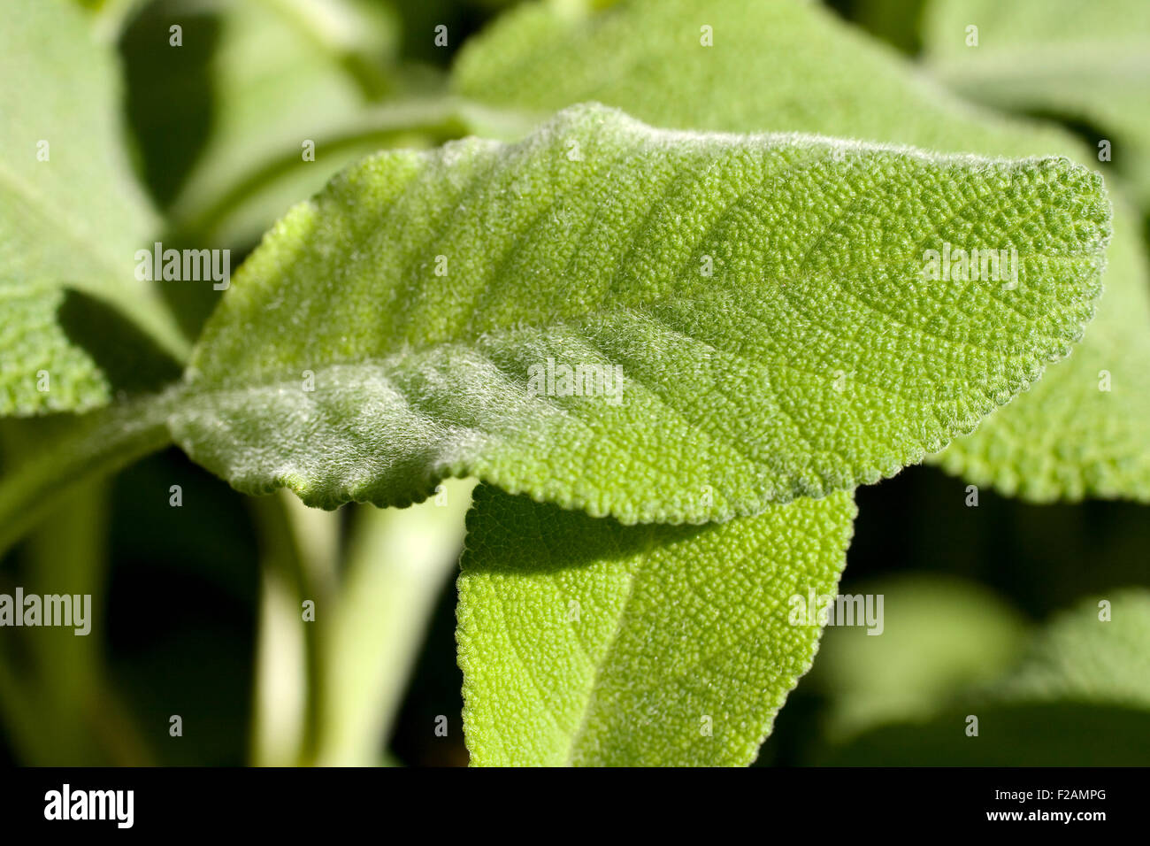 Close up of wonderful Sage plant Stock Photo - Alamy