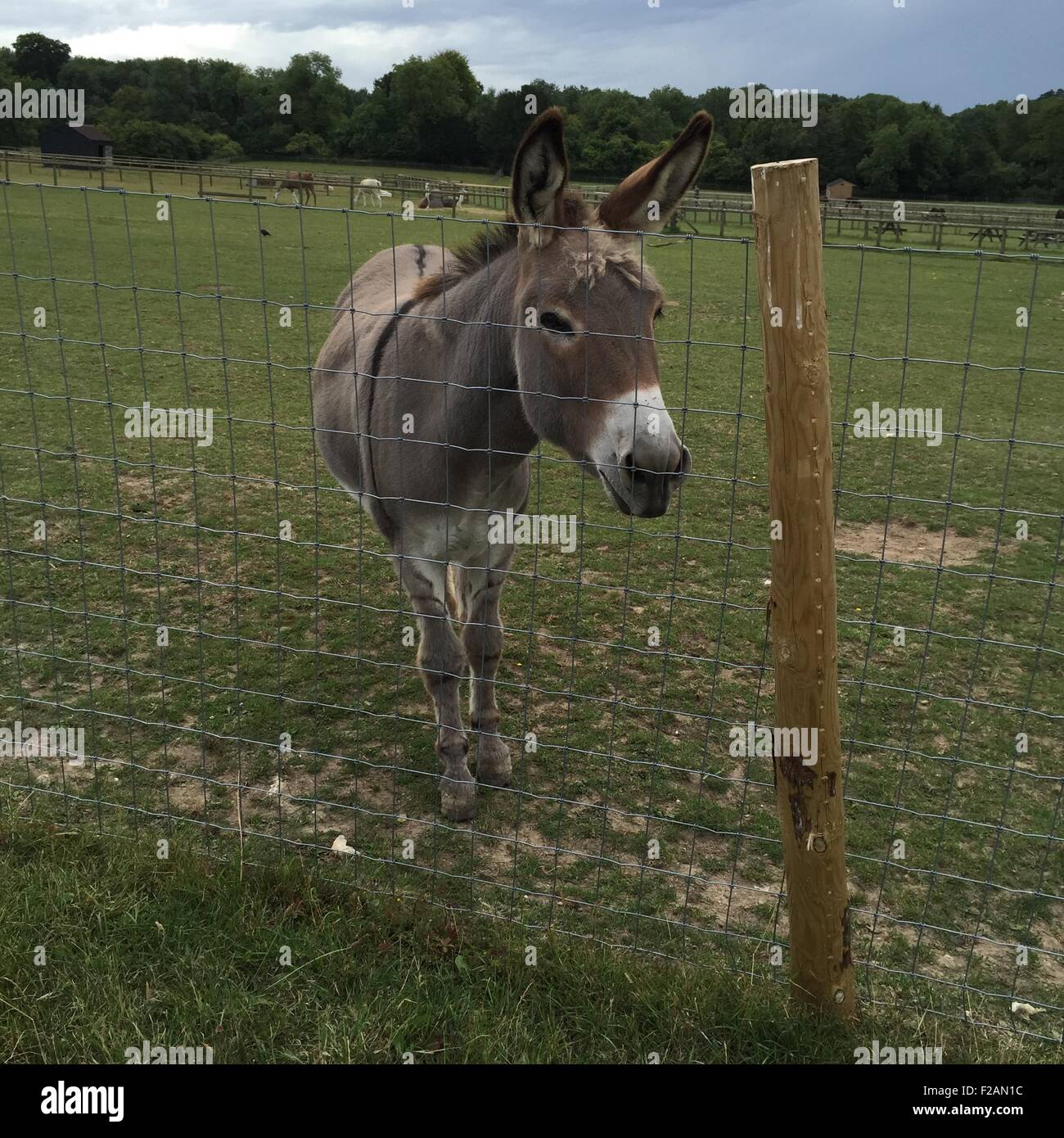 Donkey uk hi-res stock photography and images - Alamy
