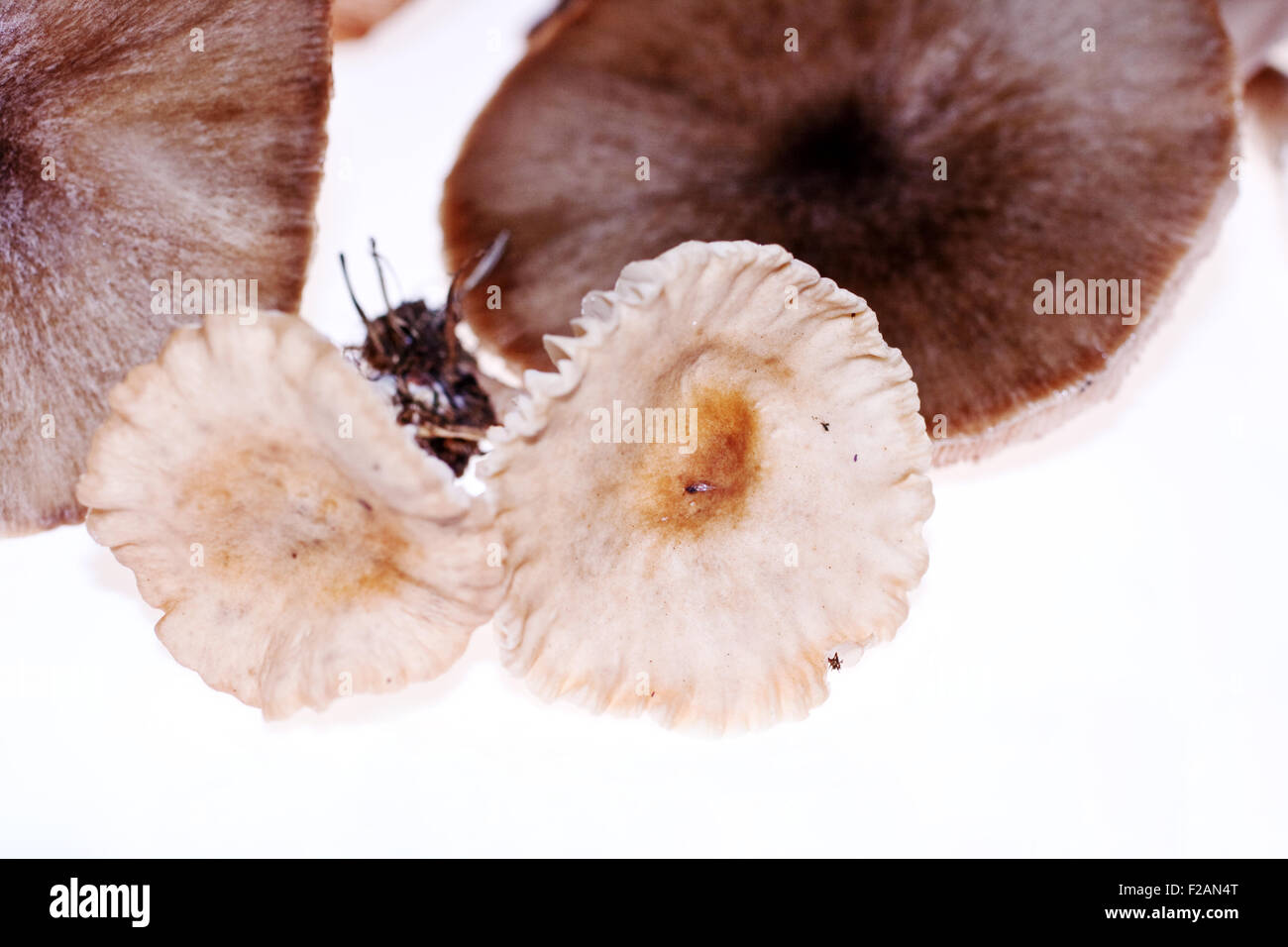 Mushroom on a light background Stock Photo - Alamy