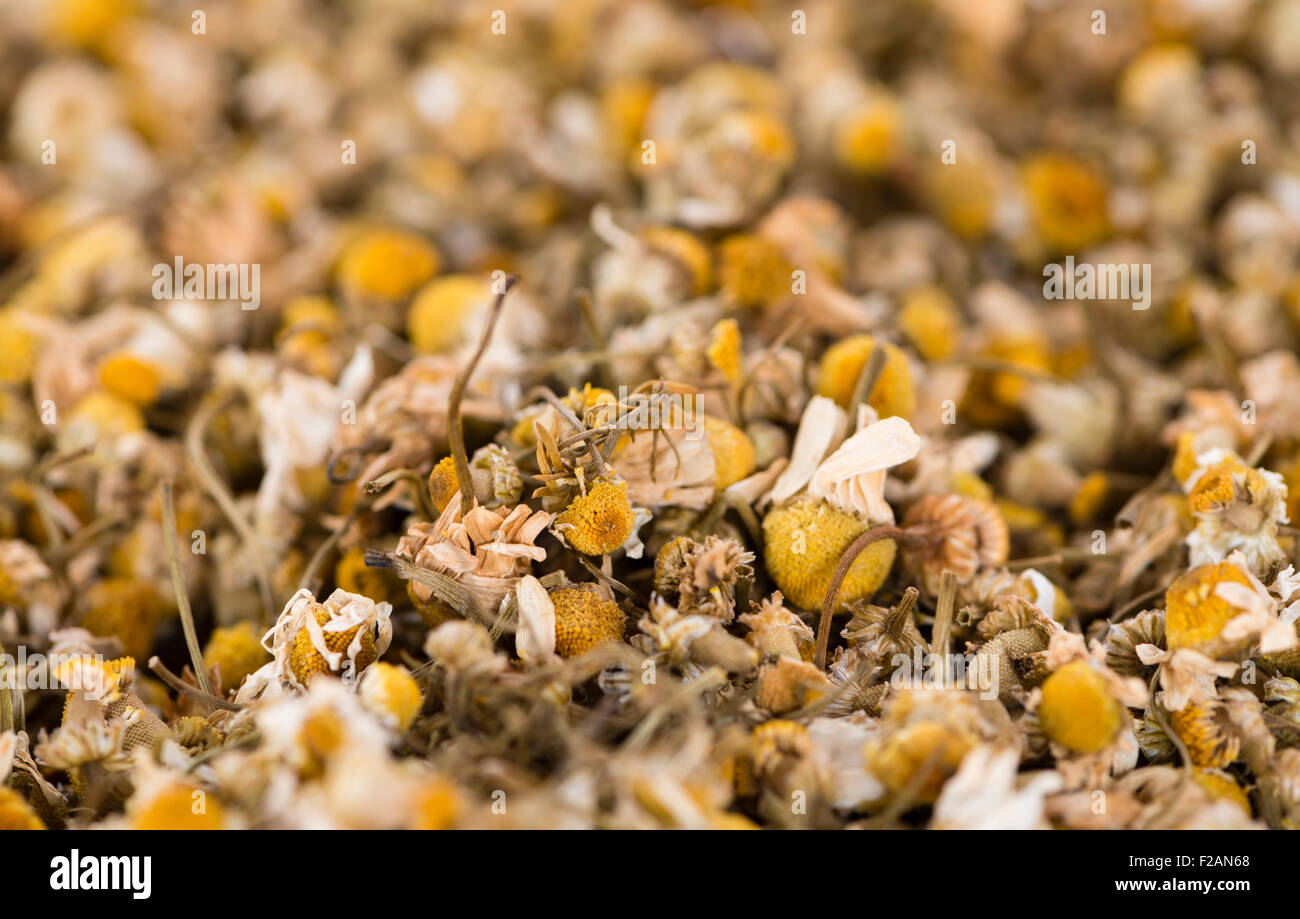 Dried Camomile (close-up shot) for use as background image or as ...