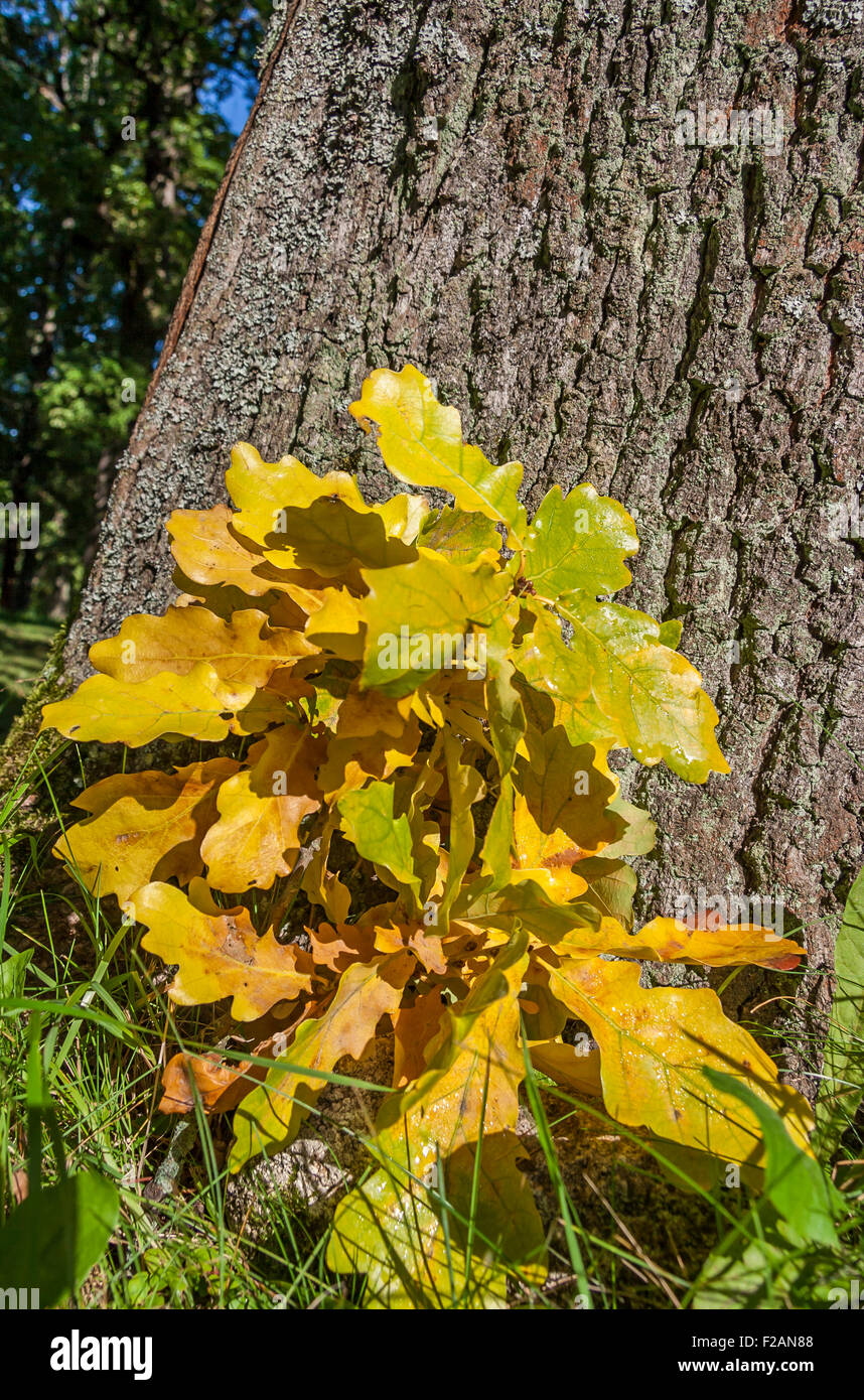 Golden oak tree hi-res stock photography and images - Alamy