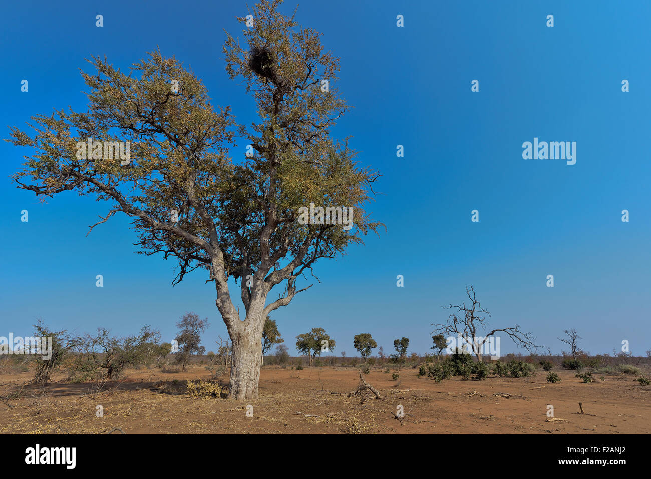 Marula tree hi-res stock photography and images - Alamy