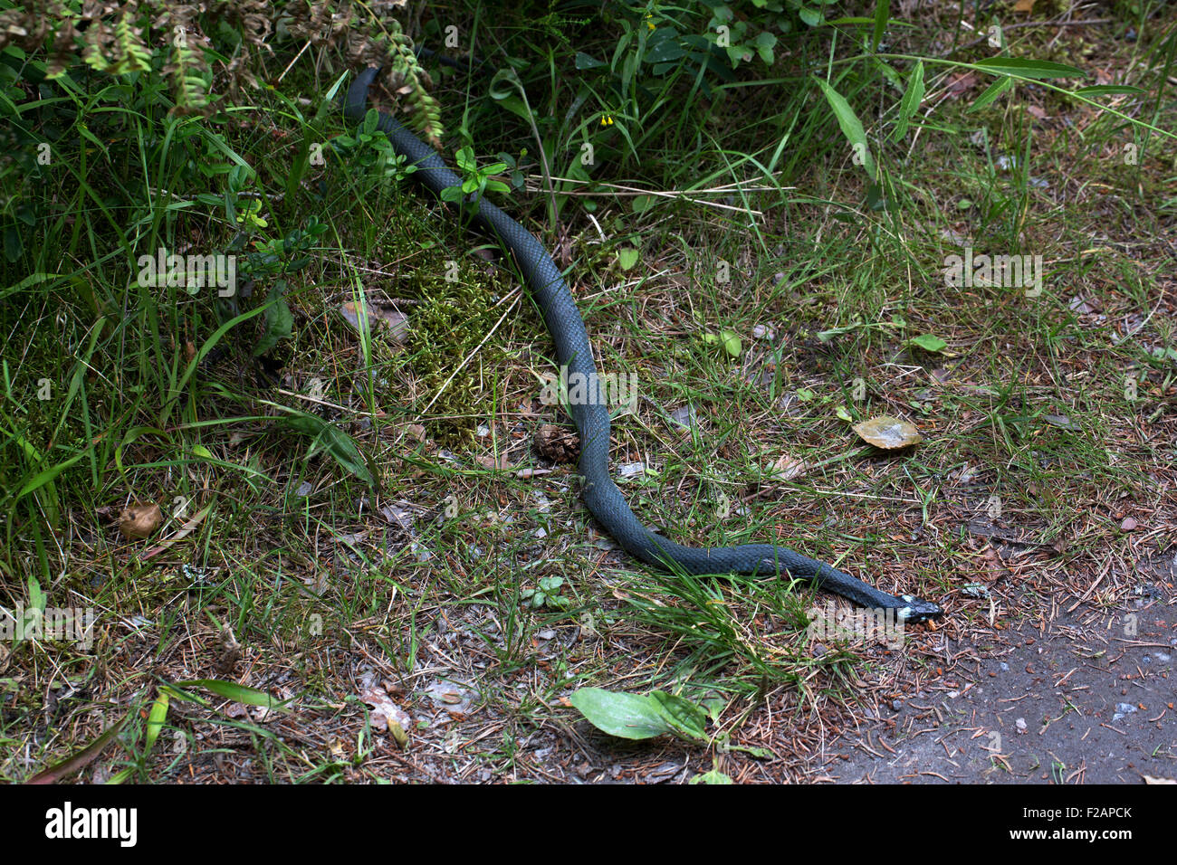 Grass snake (Natrix natrix Stock Photo - Alamy