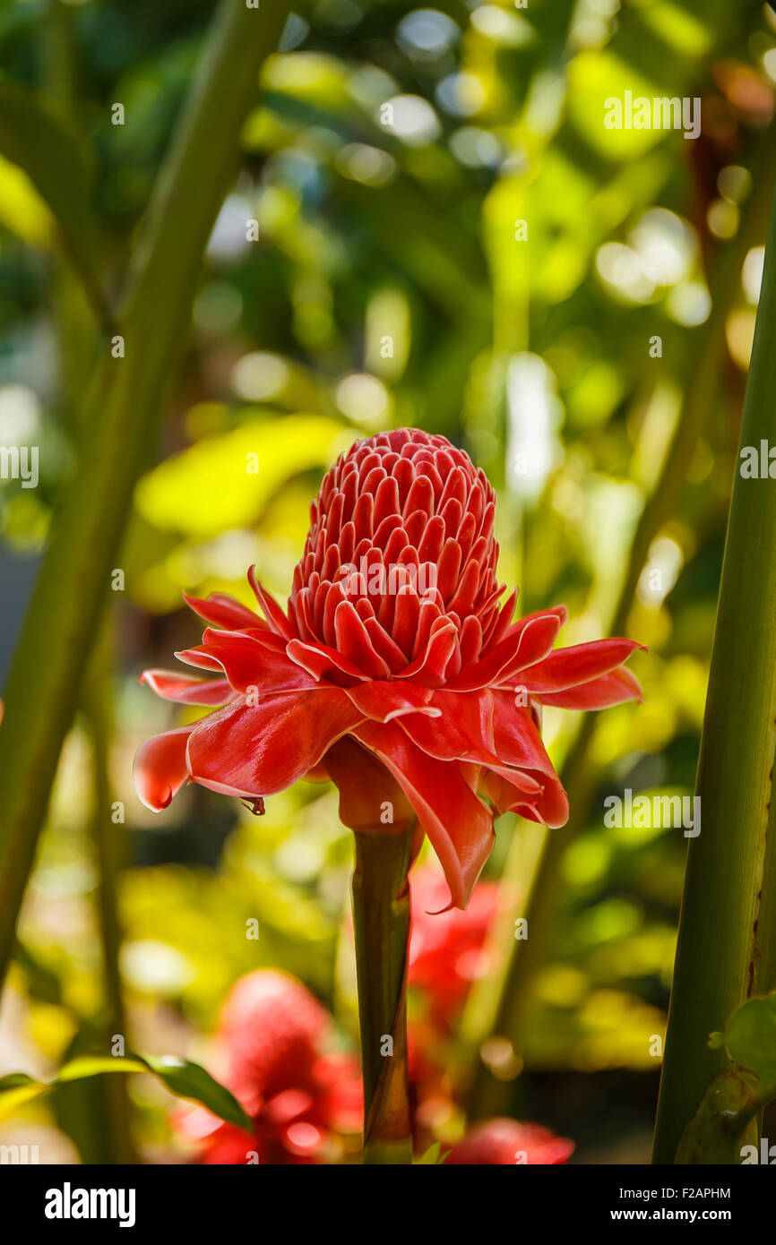 Torch ginger flower Stock Photo - Alamy