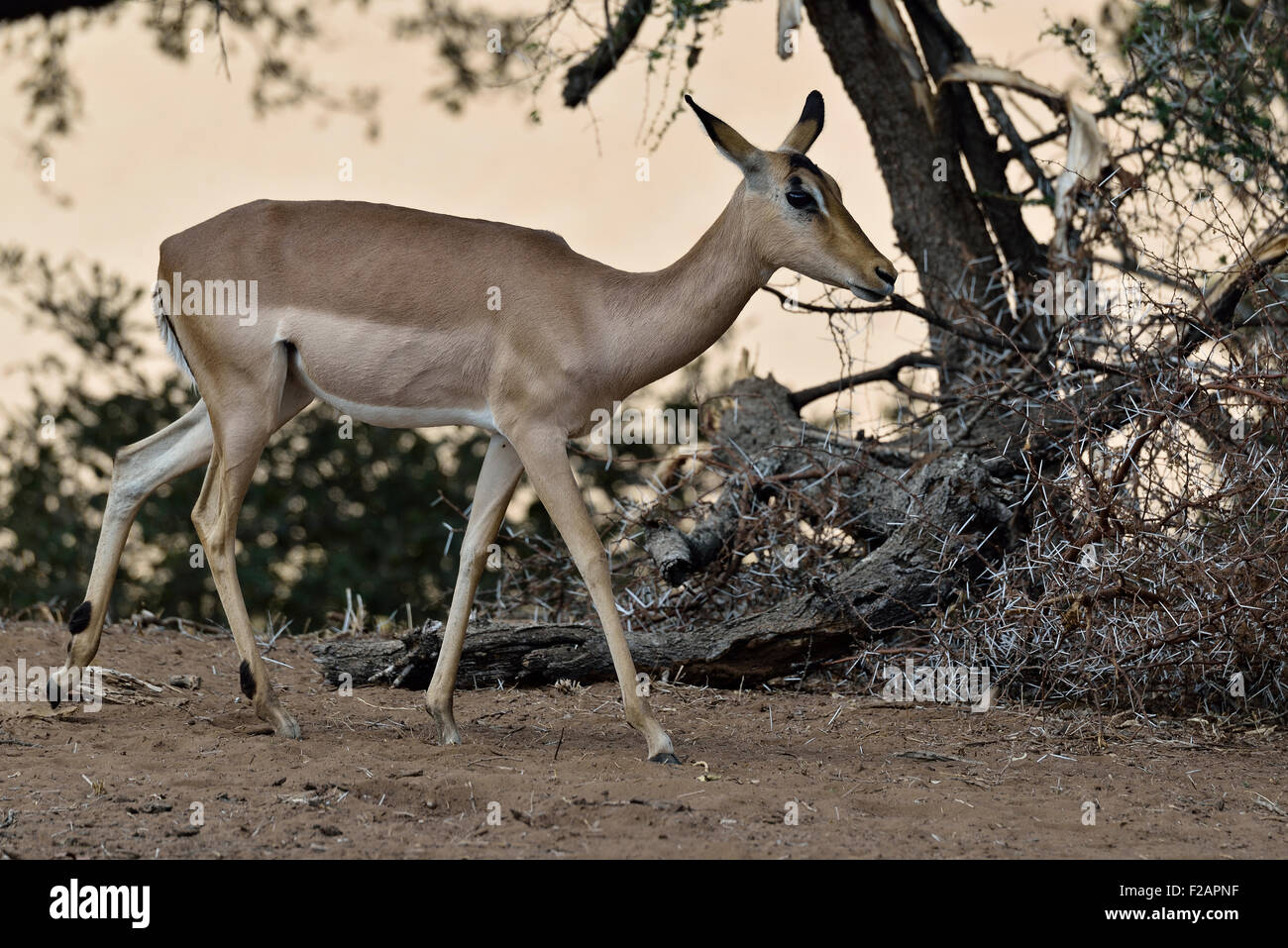 South Africa, Kruger NP, female Impala, Aepyceros melampus Stock Photo ...