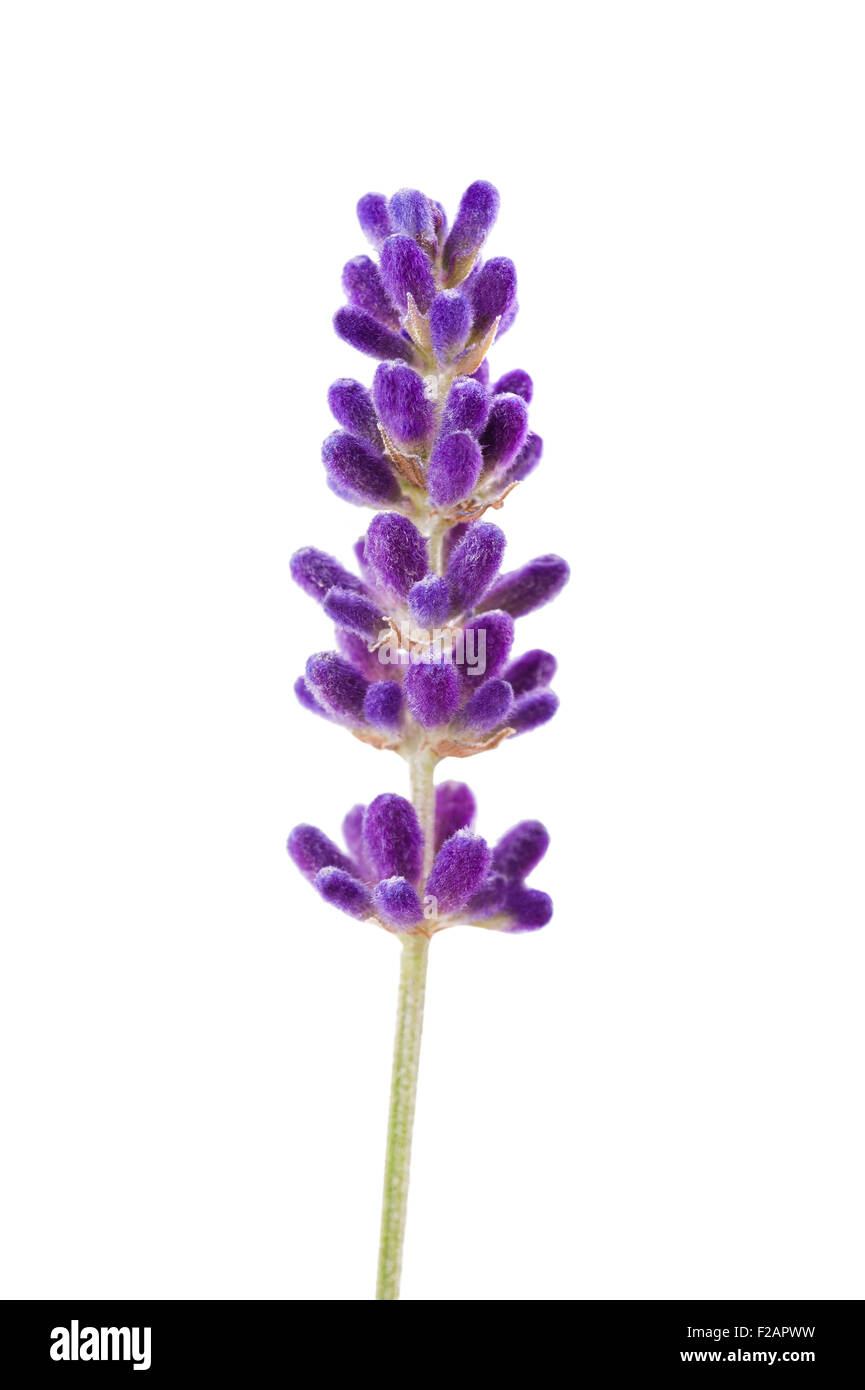 Lavender flower isolated on white Stock Photo - Alamy