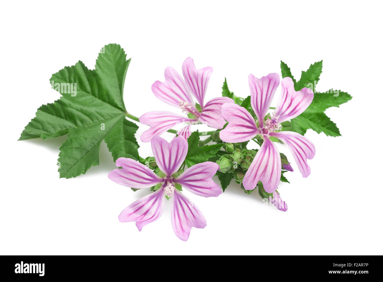 mallow flowers and leaves isolated on white background Stock Photo - Alamy