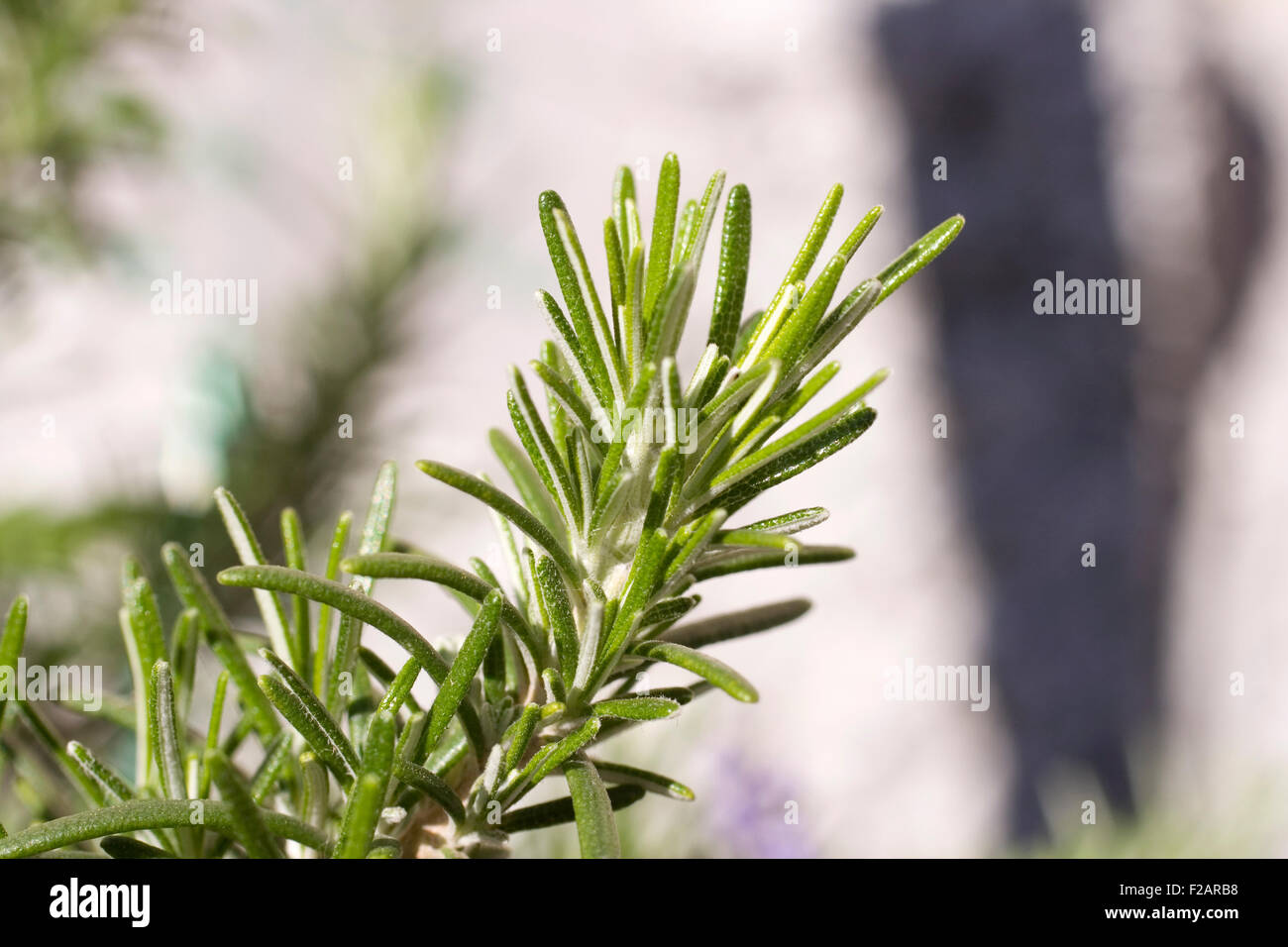 Rosemary, herbs to flavor food Stock Photo - Alamy