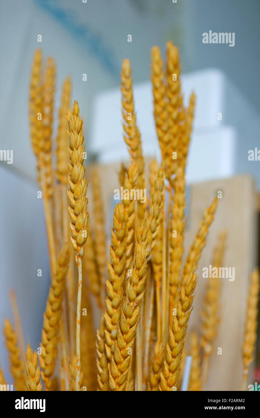 Photo of yellow dried Ears Stock Photo - Alamy