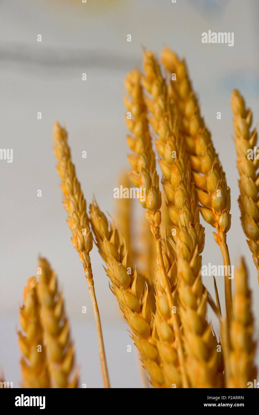 Photo of yellow dried Ears Stock Photo - Alamy