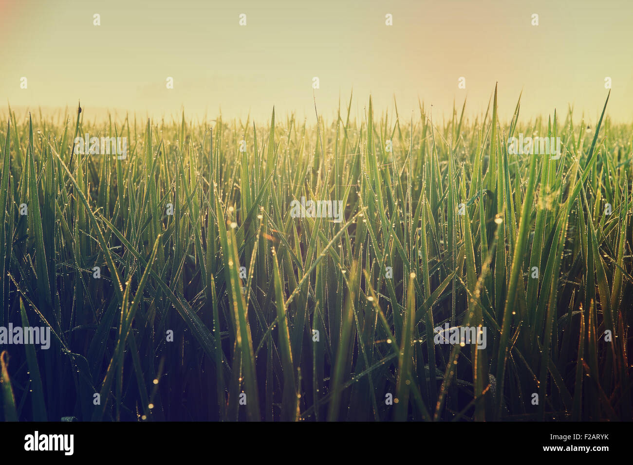 Rice with dew Stock Photo - Alamy