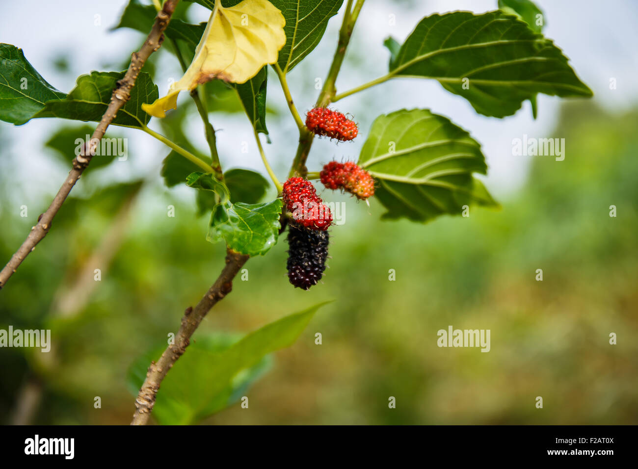 Red mulberry tree hi-res stock photography and images - Alamy