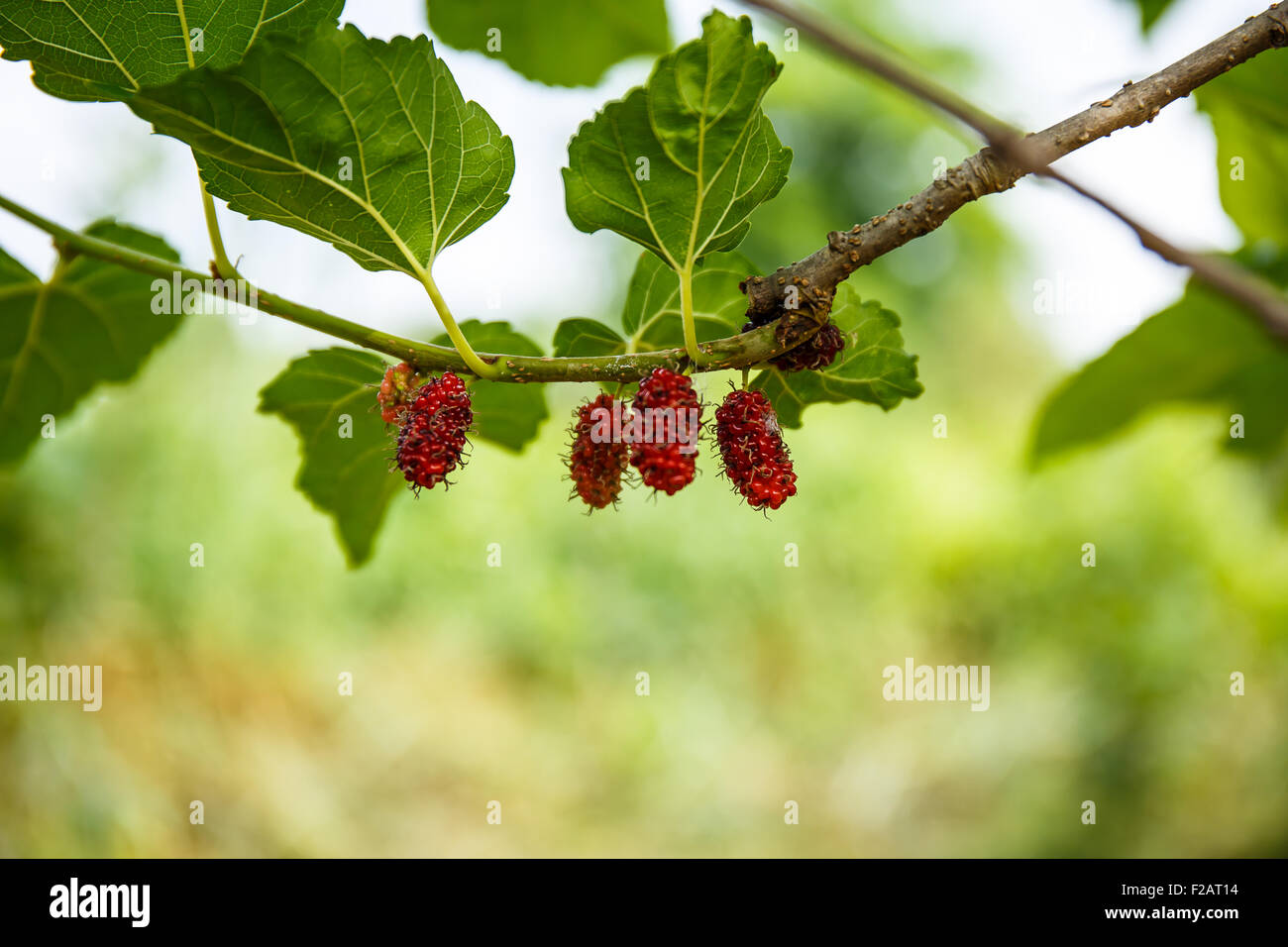 Black mulberry tree hi-res stock photography and images - Alamy