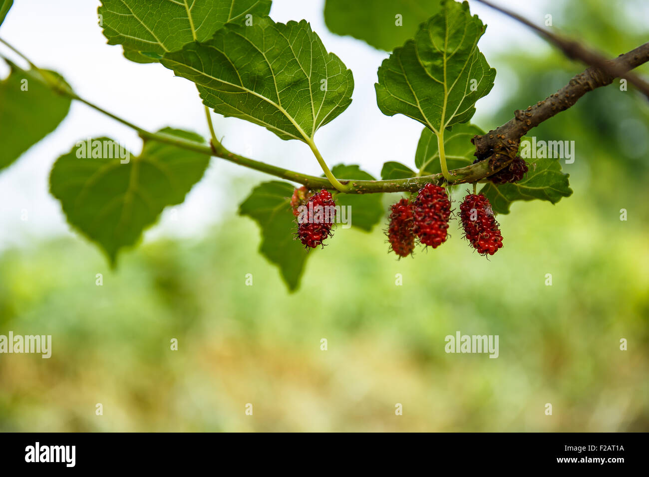 Red mulberry tree hi-res stock photography and images - Alamy