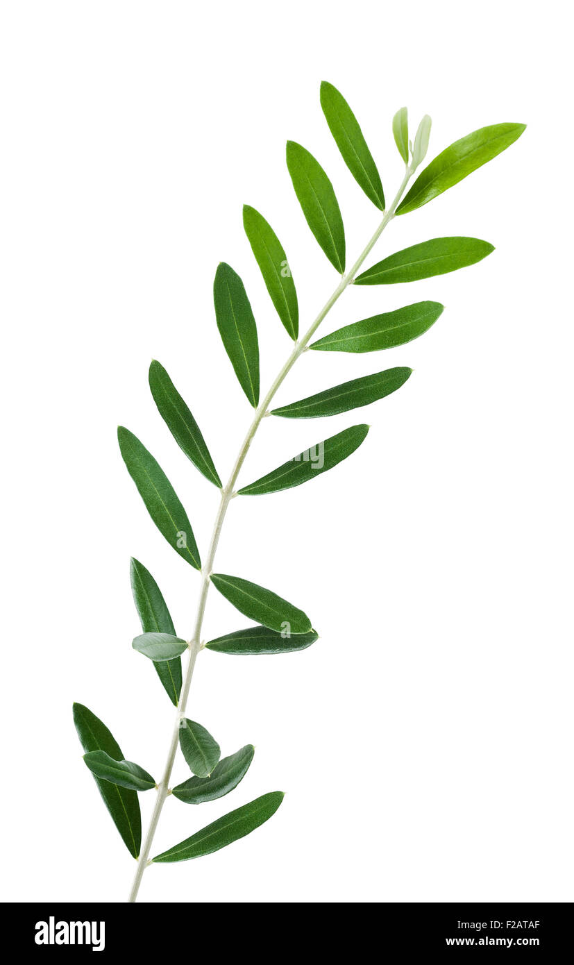 Olive branch hi-res stock photography and images - Alamy
