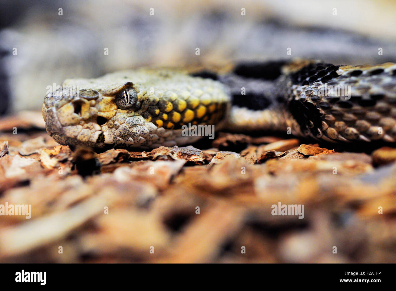 Rattler hi-res stock photography and images - Alamy
