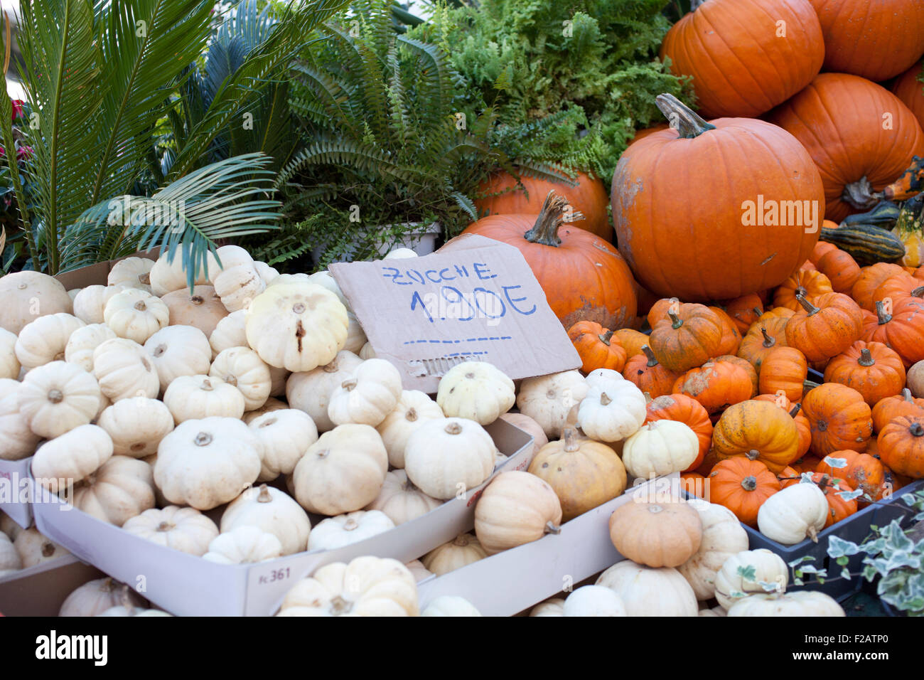 Different colored pumpkins hi-res stock photography and images - Alamy