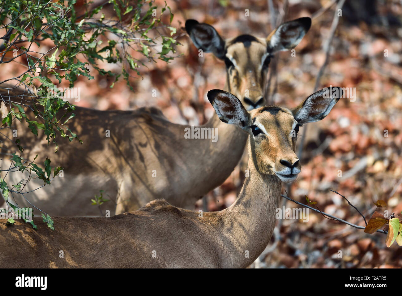 South Africa, Kruger NP, female Impalas, Aepyceros melampus Stock Photo ...