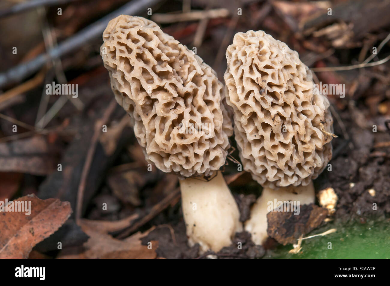 Wild morels hi-res stock photography and images - Alamy