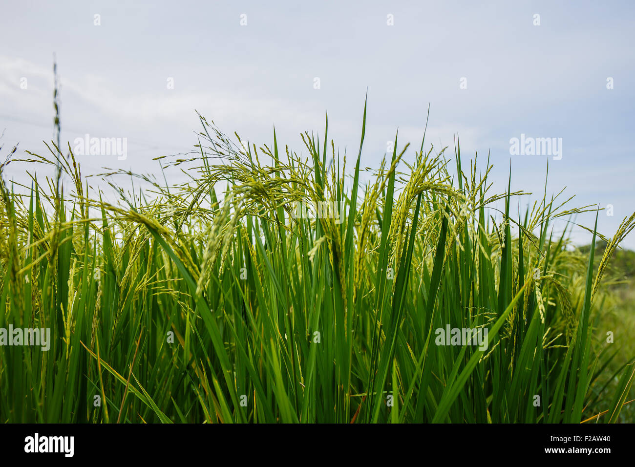 Rice fields in Thailand Stock Photo - Alamy