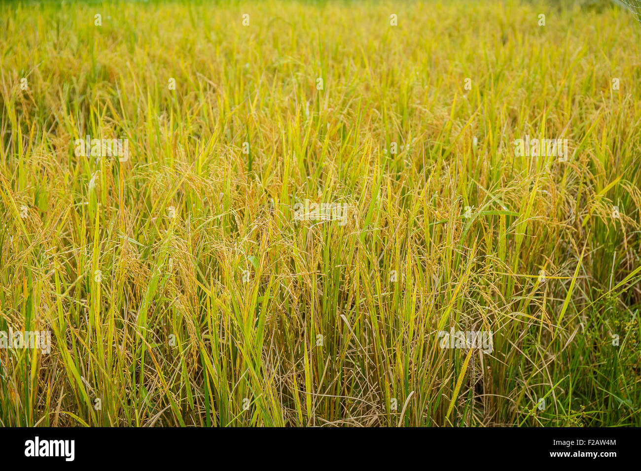 Rice fields in Thailand Stock Photo - Alamy