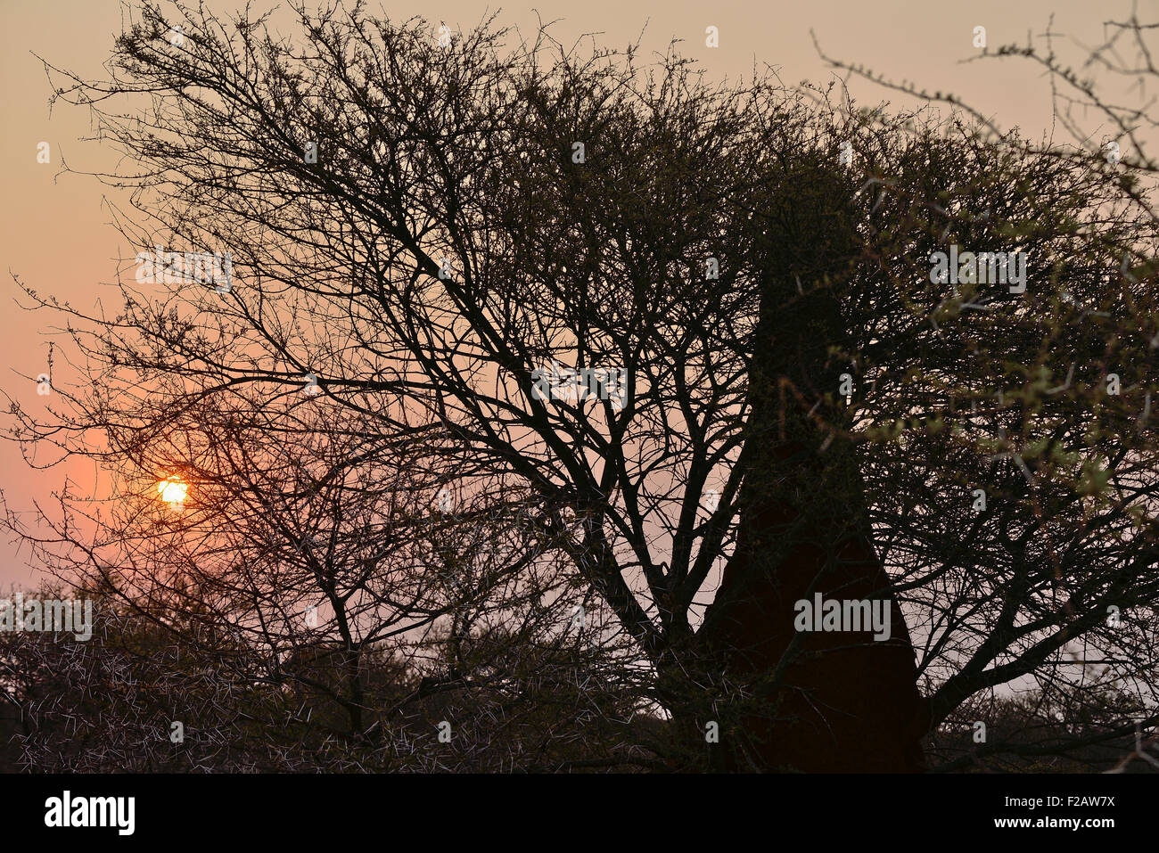 South Africa, Mtomeni camp, Kruger district, termitary Stock Photo - Alamy