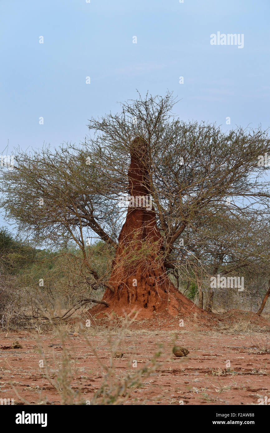 South African Termites High Resolution Stock Photography and Images - Alamy