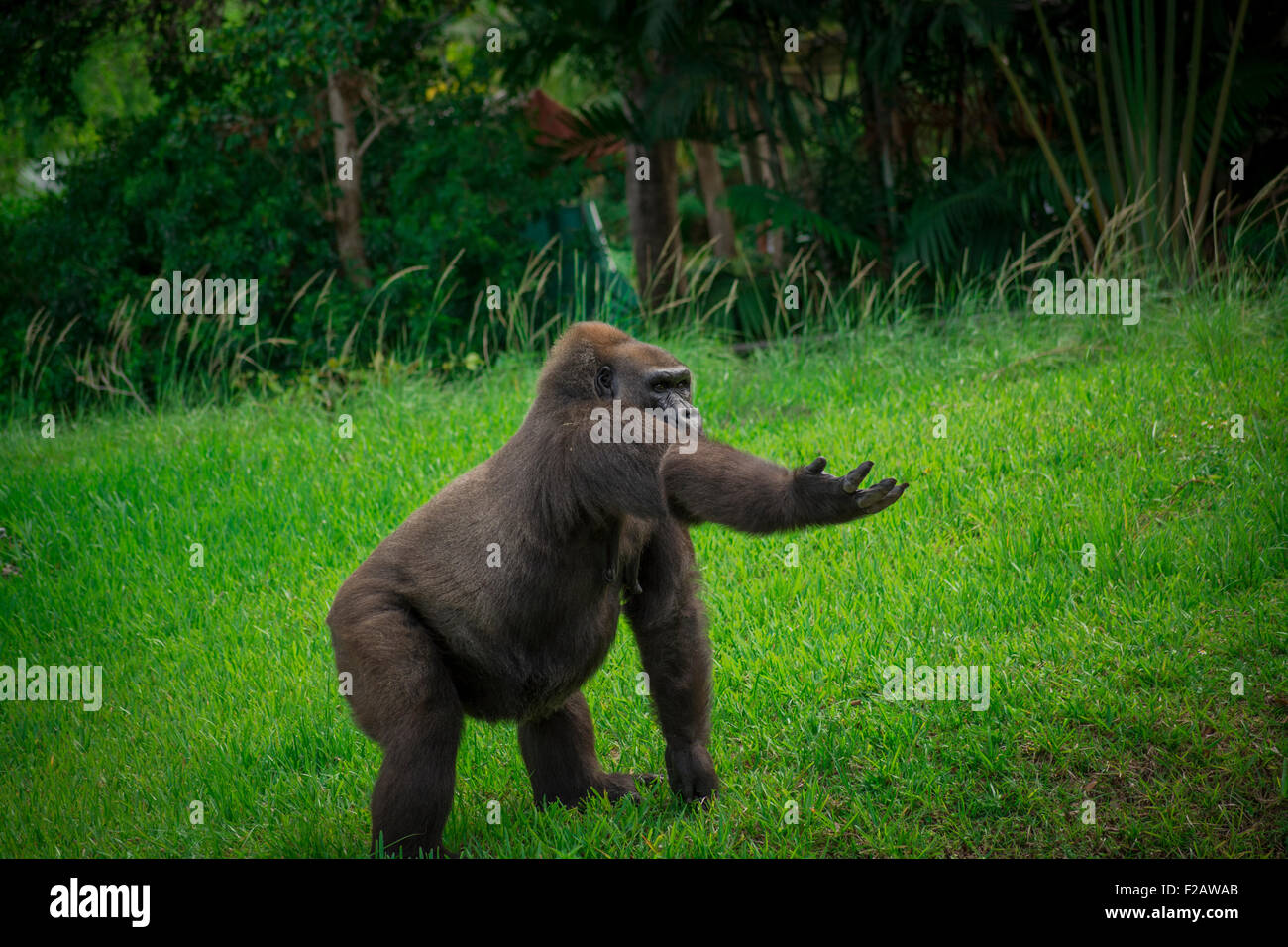 A lowland gorilla reaching out to onlookers Stock Photo - Alamy