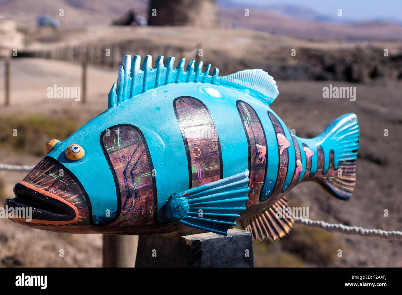 Fish canary islands hi-res stock photography and images - Alamy