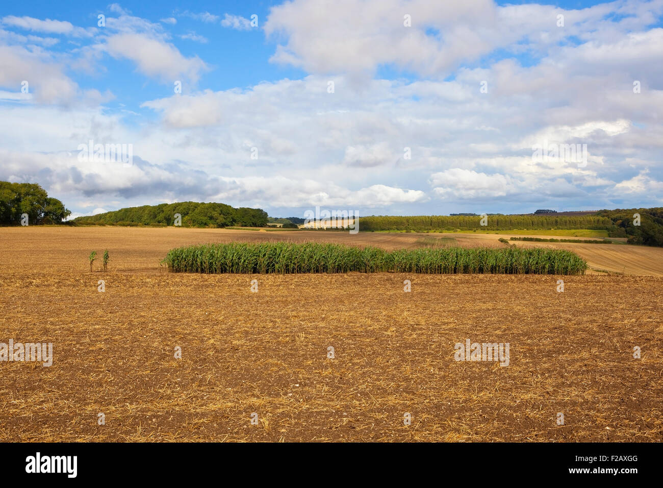 A strip of maize planted for game cover in the cultivated stubble ...