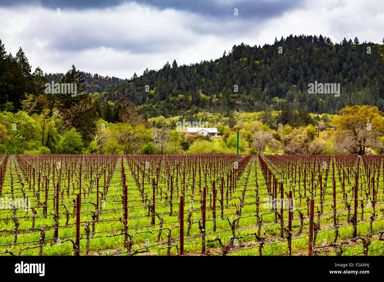 A vineyard in the Napa Valley in early spring near Calistoga California ...