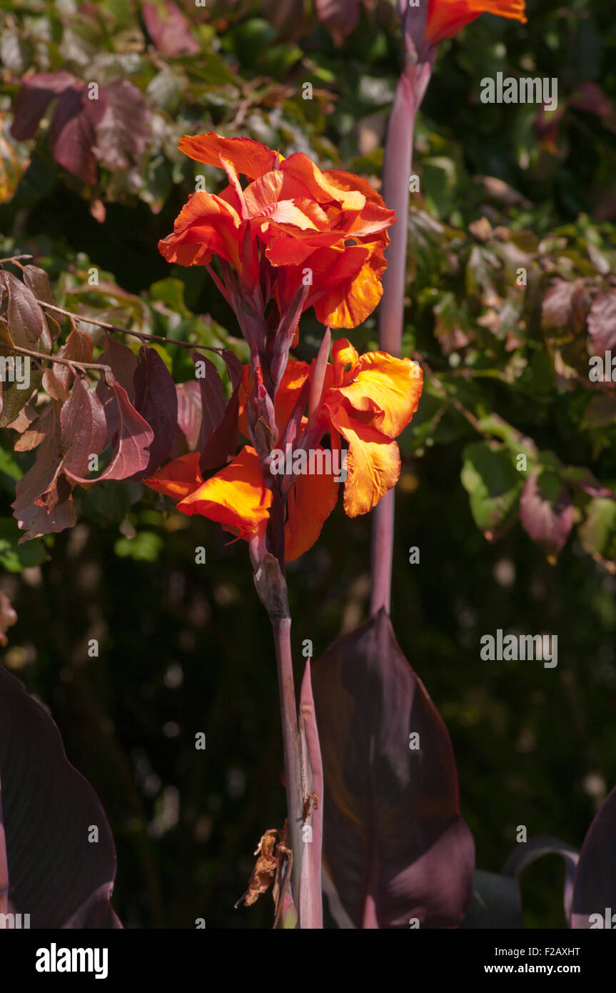 Orange Canna Lily Canna X generalis Cannaceae Stock Photo - Alamy