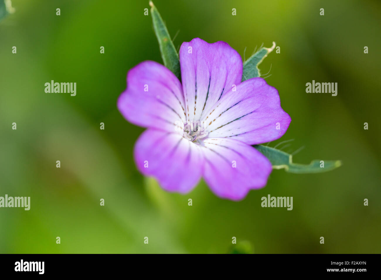 Corncockle flower (Agrostemma githago Stock Photo - Alamy