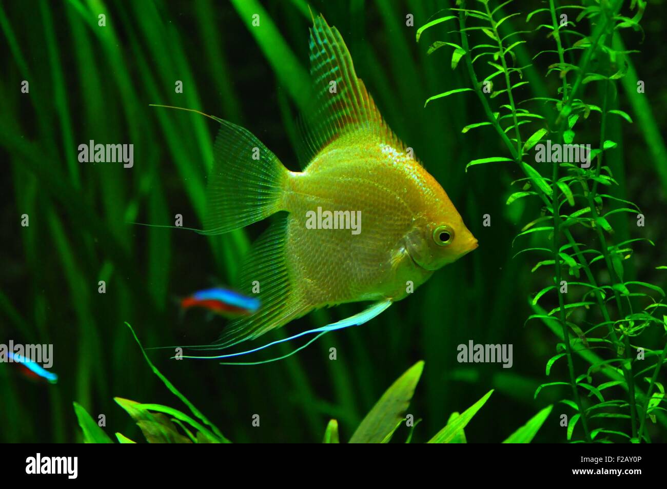Small Aquatic Fish High Resolution Stock Photography and Images - Alamy