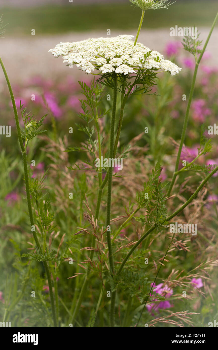 Queen Anne's lace closeup Stock Photo - Alamy